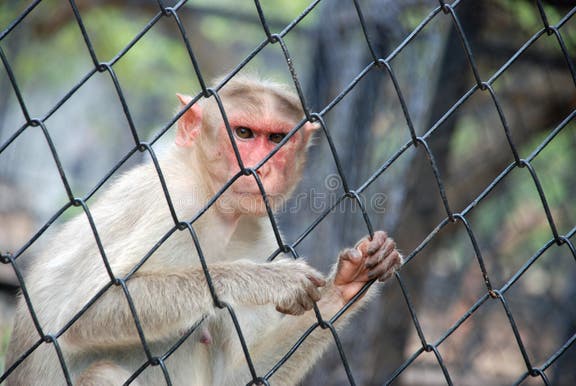 1,151 Monkey Jail Stock Photos - Free & Royalty-Free Stock Photos from ...