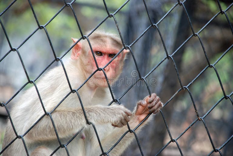 1,151 Monkey Jail Stock Photos - Free & Royalty-Free Stock Photos from ...