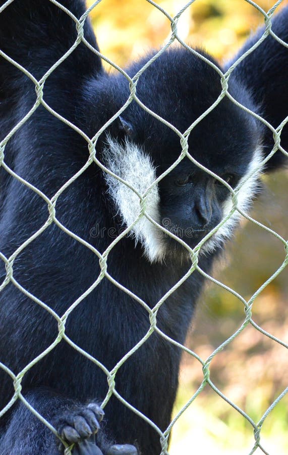 Monkey stock photo. Image of chain, wildlife, mammal - 26651846
