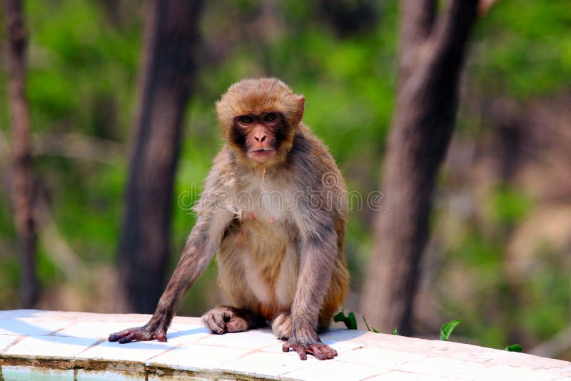 Monkey stock image. Image of alone, primates, observation - 27286955