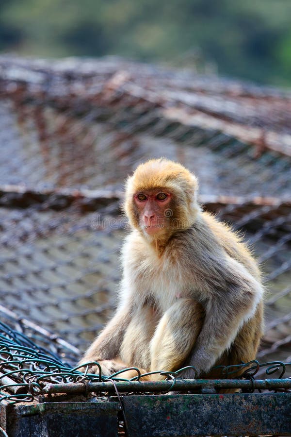 Monkey stock image. Image of alone, observation, backlight - 27287779