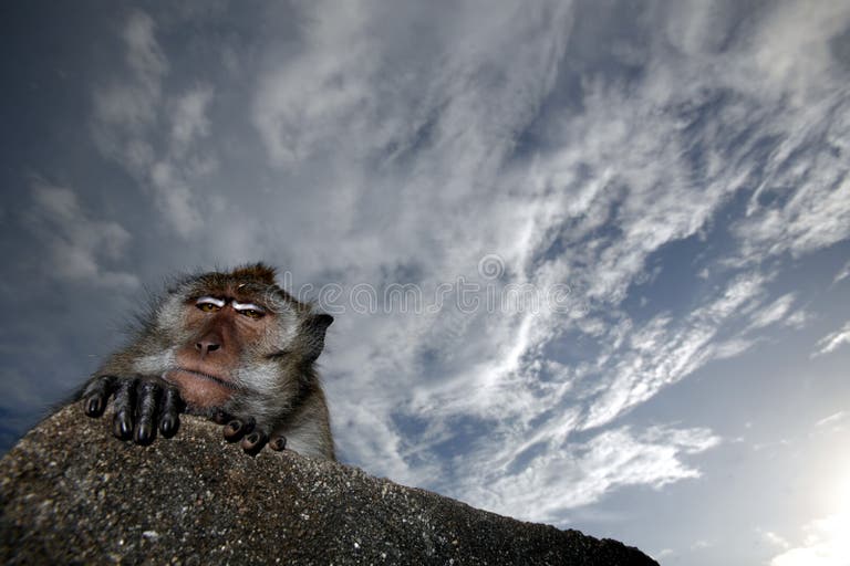 556 Bored Monkey Stock Photos - Free & Royalty-Free Stock Photos from ...