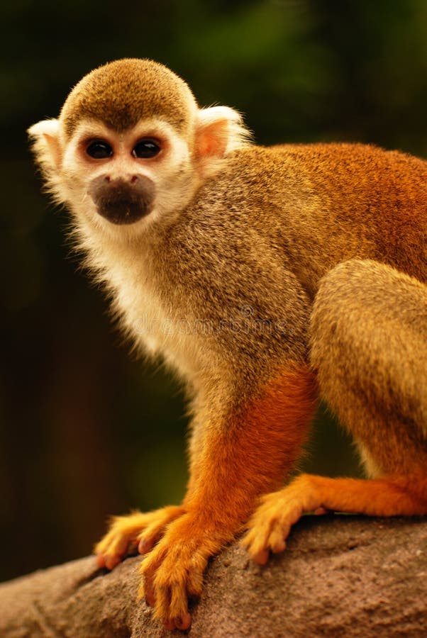 Shy Monkey stock photo. Image of tailed, primate, animal - 15310286