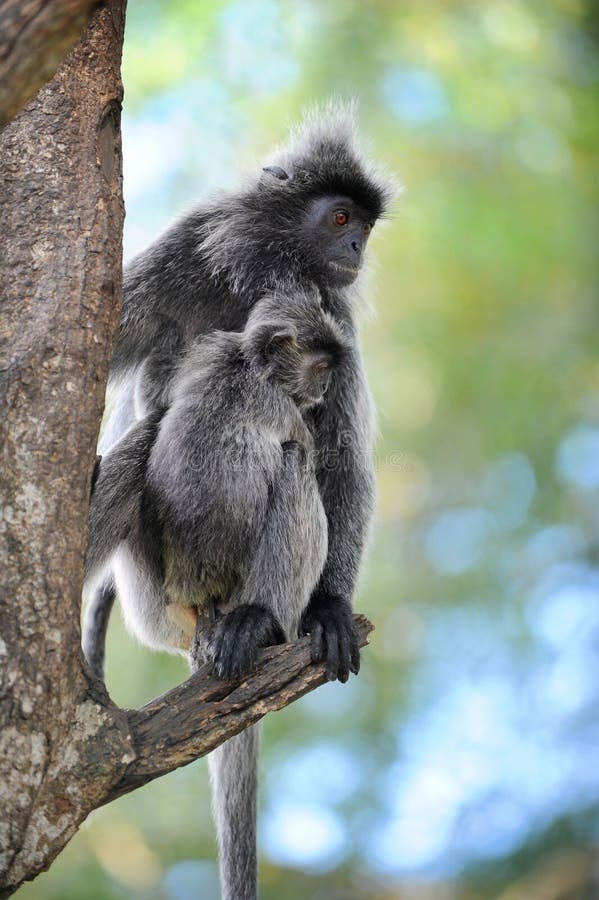 Monkey stock photo. Image of mammal, silver, young, animal - 28505946