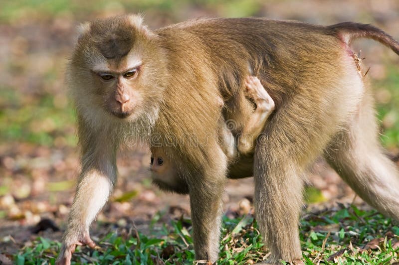 1,413 Monkey Pig Stock Photos - Free & Royalty-Free Stock Photos from ...