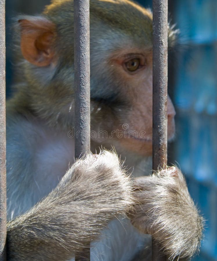1,697 Monkey 27s Prison Stock Photos - Free & Royalty-Free Stock Photos ...