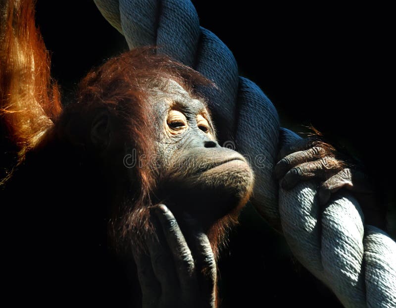 Bald Chimp Stock Photos - Free & Royalty-Free Stock Photos from Dreamstime