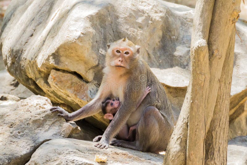 250 Fierce Monkey Stock Photos - Free & Royalty-Free Stock Photos from ...