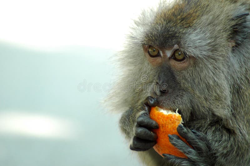 Monkey stock image. Image of macro, closeup, park, fauna - 302009