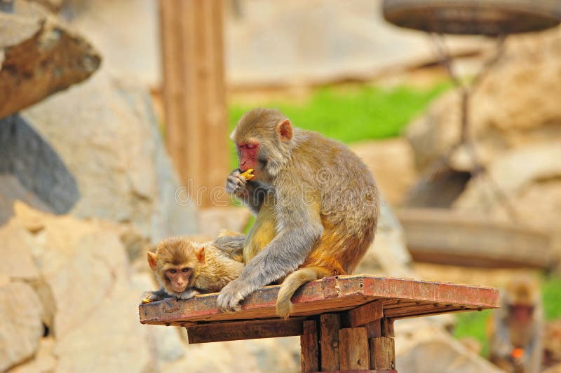 The monkey stock image. Image of simian, jungle, nature - 311027707