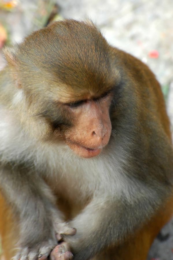 Lonely Monkey stock image. Image of white, black, cage - 12588323