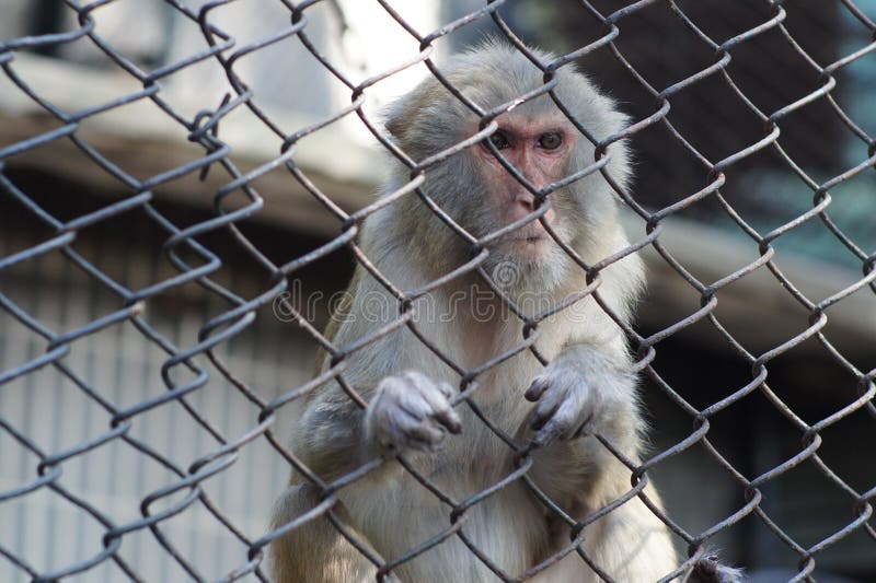 131 Begging Monkey Stock Photos - Free & Royalty-Free Stock Photos from ...