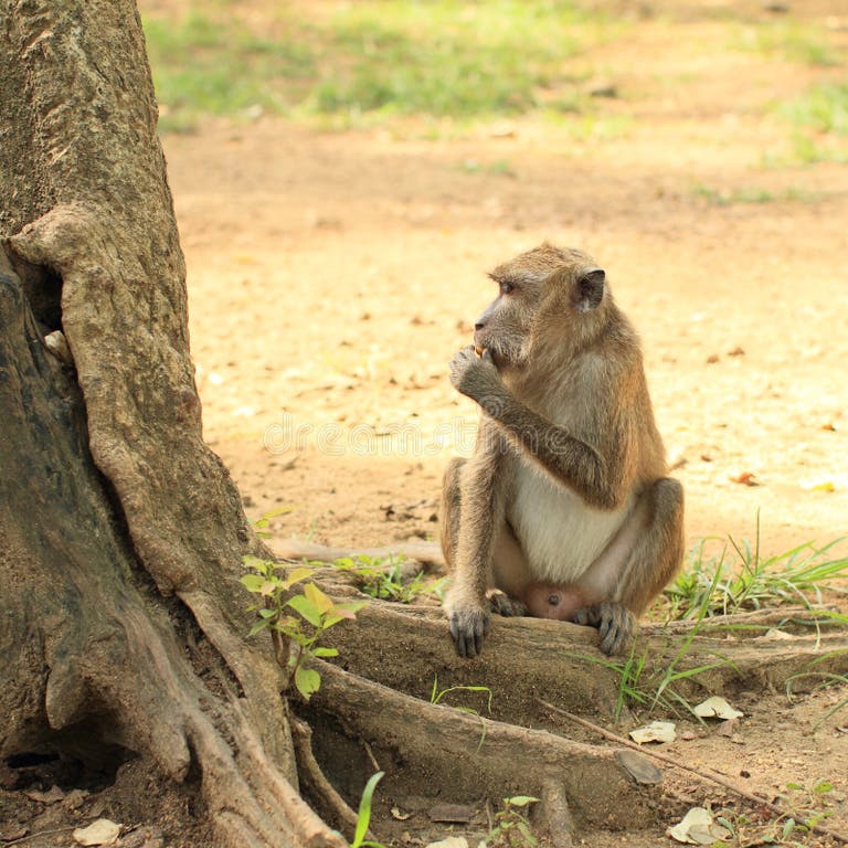 Monkey stock photo. Image of animal, bole, tropical, monkey - 38239316