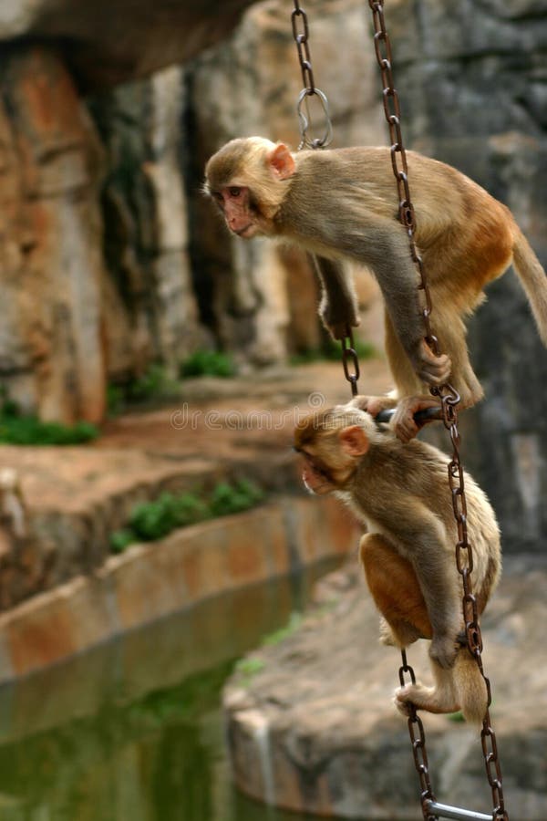 Monkey stock photo. Image of yellow, monkey, beast, animal - 4157954