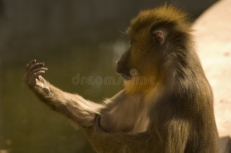 Monkey stock photo. Image of primate, monkey, sits, hand - 418946