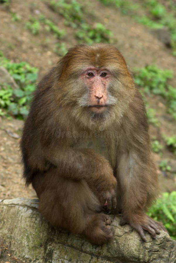 Strong monkey stock image. Image of male, observing, indian - 8732691