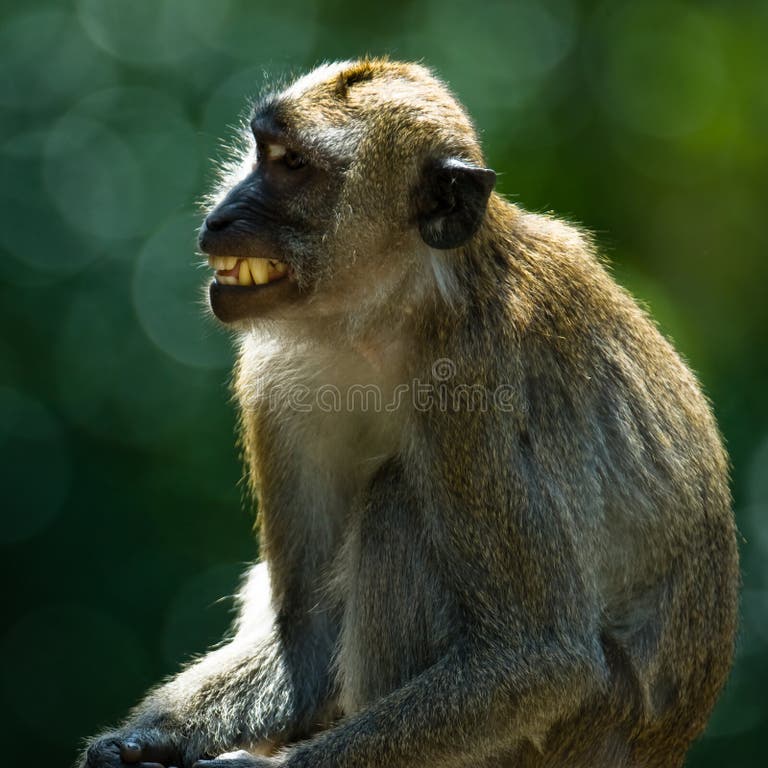 3,556 Monkey Teeth Stock Photos - Free & Royalty-Free Stock Photos from ...