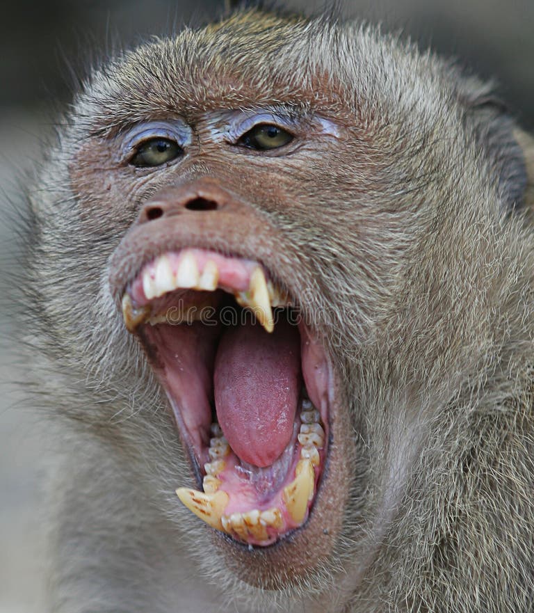 2,305 Monkey Open Mouth Stock Photos - Free & Royalty-Free Stock Photos ...