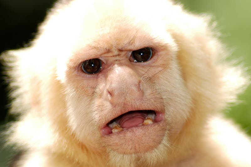 Monkey stock photo. Image of wild, looking, anger, furry - 7866754