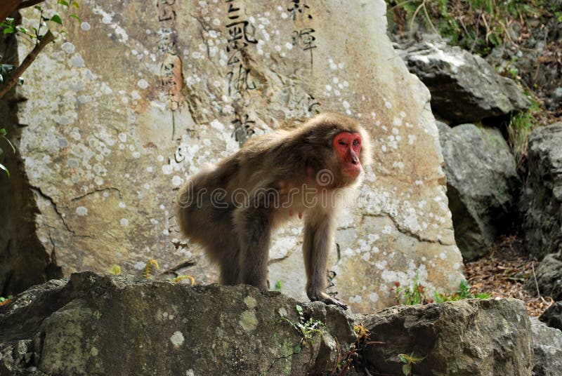 Monkey stock photo. Image of osaka, front, brown, character - 7893434