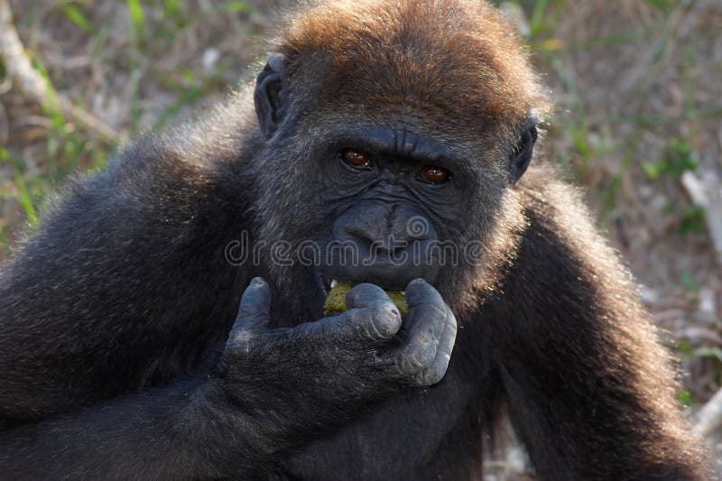 Silver Back stock photo. Image of zoology, zoos, nature - 619606