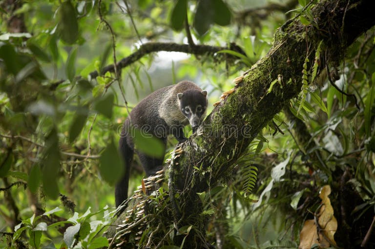 Monkey Hand Costa Rica Stock Photos - Free & Royalty-Free Stock Photos ...