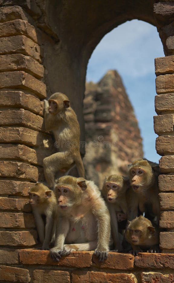 Monkey-9 stock photo. Image of historic, monkey, newsy - 1525276