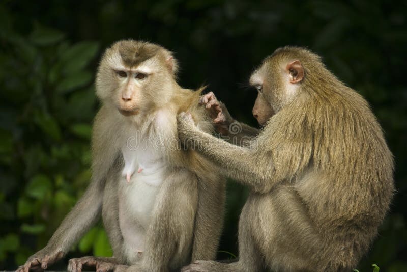 A monkey is imitate stock image. Image of eating, monkeys - 38787665
