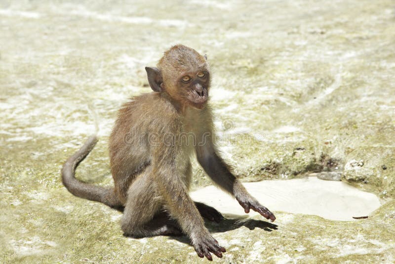 Monkey stock image. Image of sand, monkey, nature, wild - 9665553