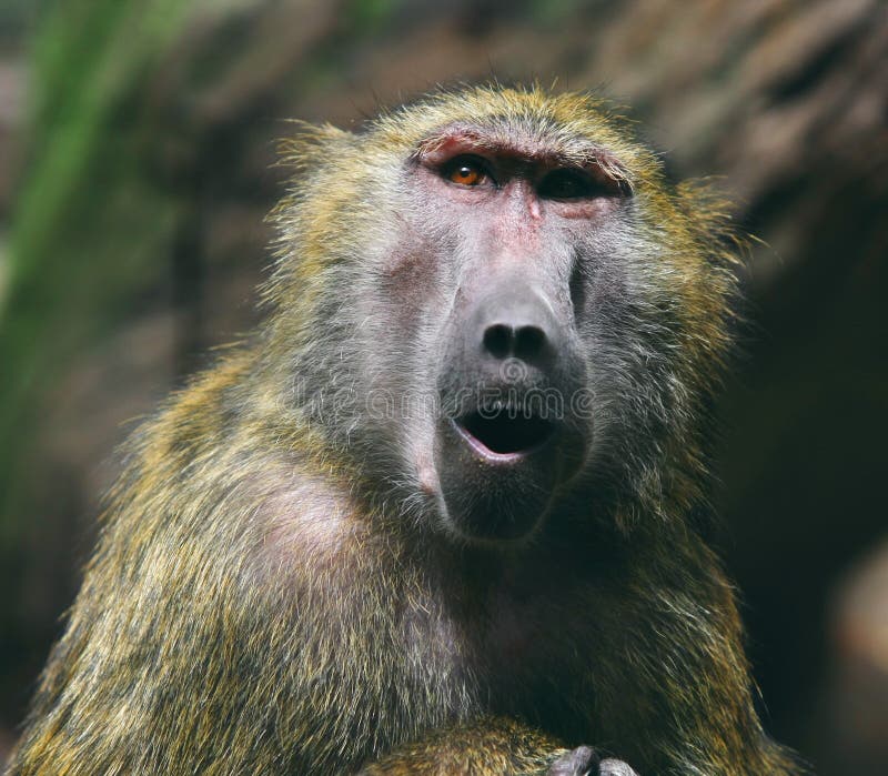 Rhesus Monkey Portrait - Surprise Stock Photo - Image of loss, agape: 51894