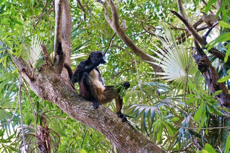 Monkey Above Water in Nairobi National Park, Nairobi, Kenya, Africa ...
