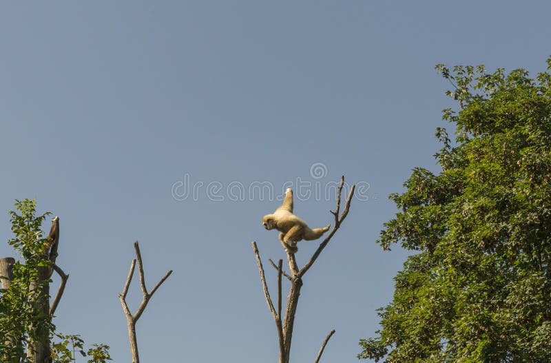 Monkey acrobat in the air stock photo. Image of acrobat - 295572364