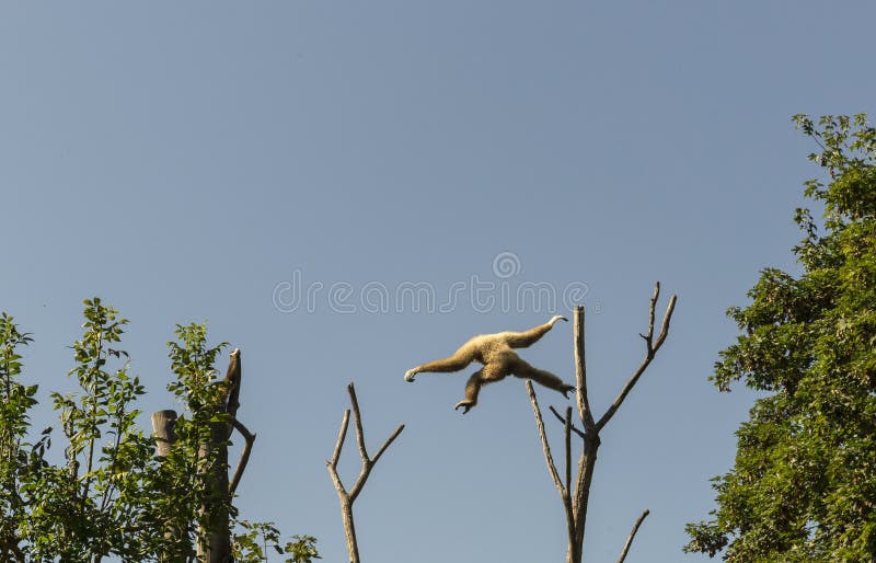 Monkey acrobat in the air stock image. Image of leaf - 295572413