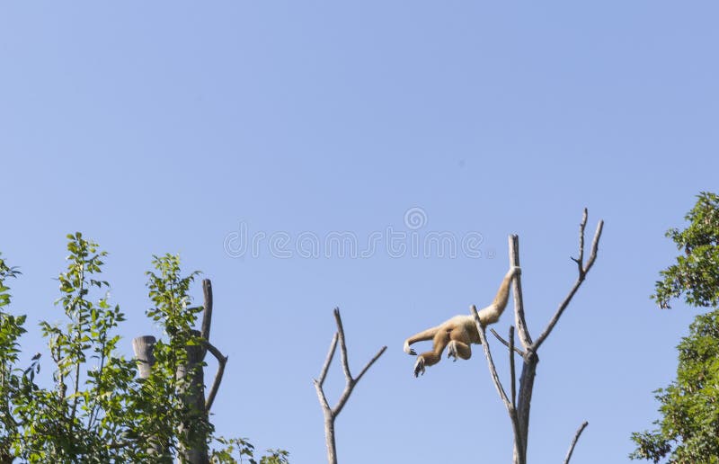 Monkey acrobat in the air stock photo. Image of animal - 295464406