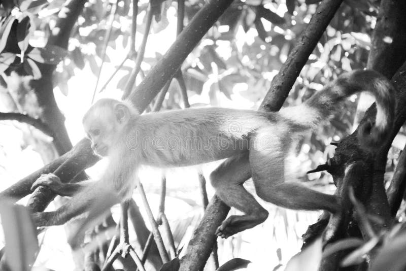 Monkey Action Deep Inside the Jungle Stock Photo - Image of agile ...