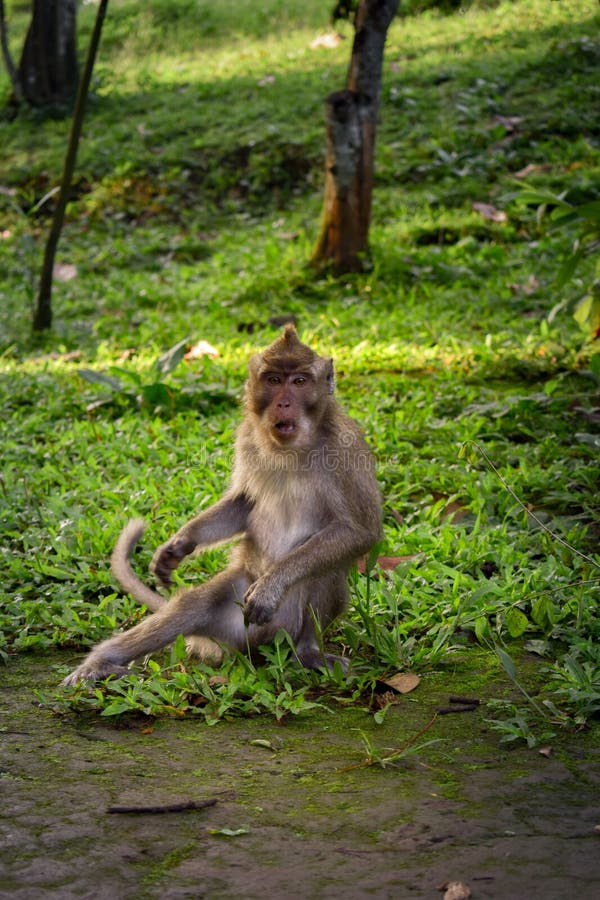 Monkey Activity on Grass Garden Stock Image - Image of indonesia ...