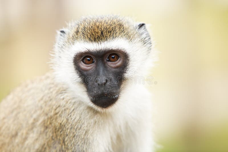 Monkey in Africa stock image. Image of wildlife, guenon - 12094065