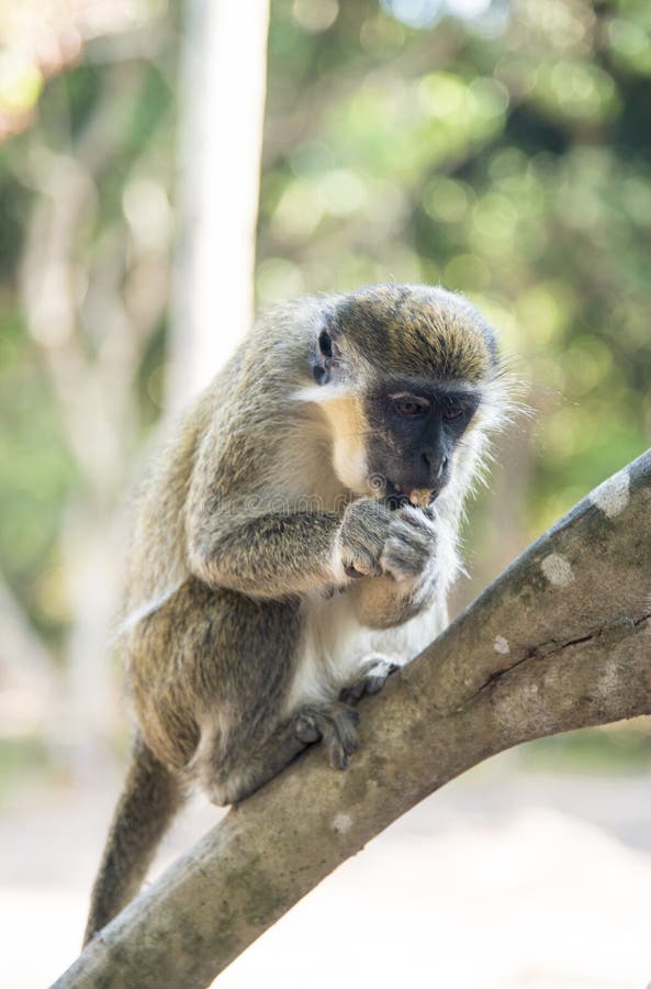 Monkey in Africa in a Park on a Tree Stock Photo - Image of face ...