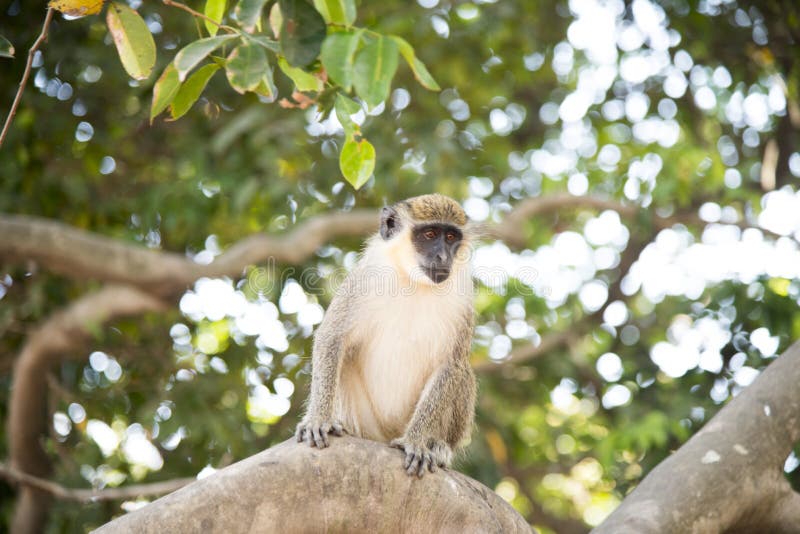 Monkey in Africa in a Park on a Tree Stock Image - Image of landscape ...