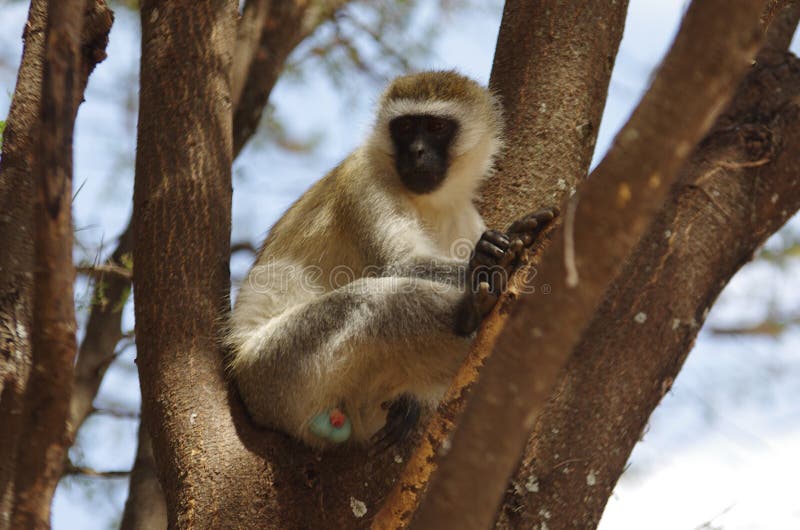 Monkey in Africa stock photo. Image of park, monkey, primate - 78500642