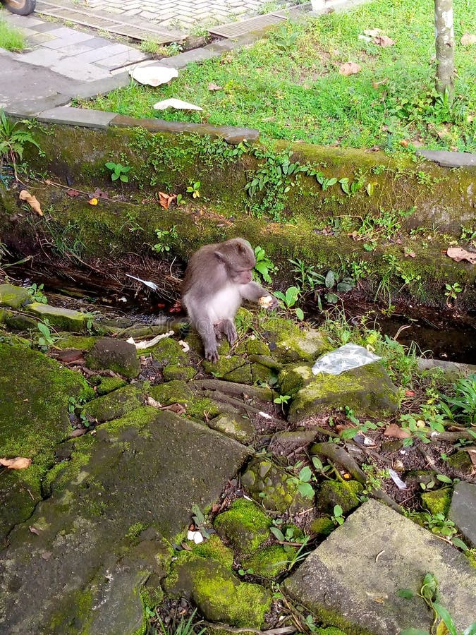 A Monkey Again Asih Looking for Food Seriously Does Not Care about the ...