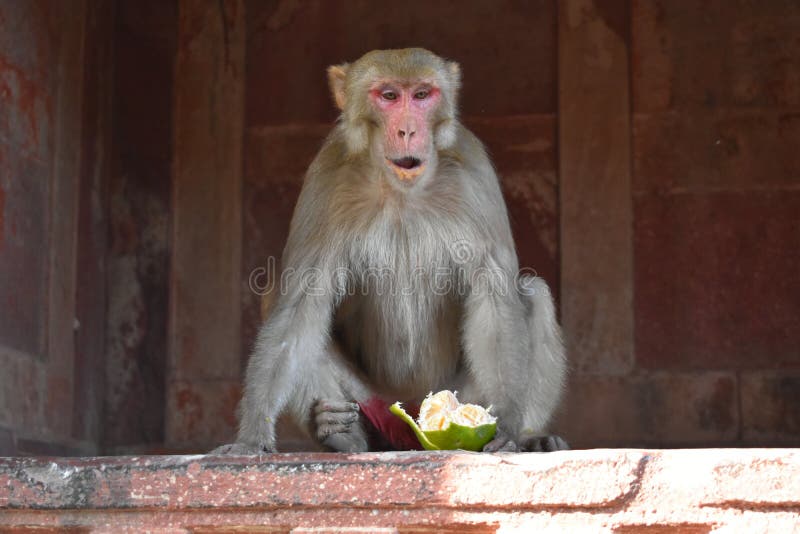Monkey busy in thoughts stock image. Image of subcontinent - 50894293