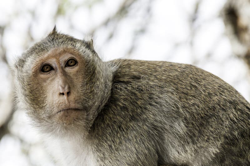 Monkey alone stock image. Image of colourful, indian - 31964263