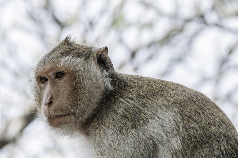 Monkey alone stock photo. Image of forest, asia, blue - 31964318