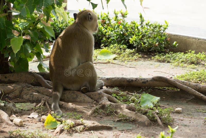 Monkey Alone Asia only Lonesome Wildlife Nature Life Stock Photo ...