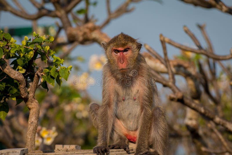 Monkey Alone in the Middle City Cheerfulness Stock Photo - Image of ...