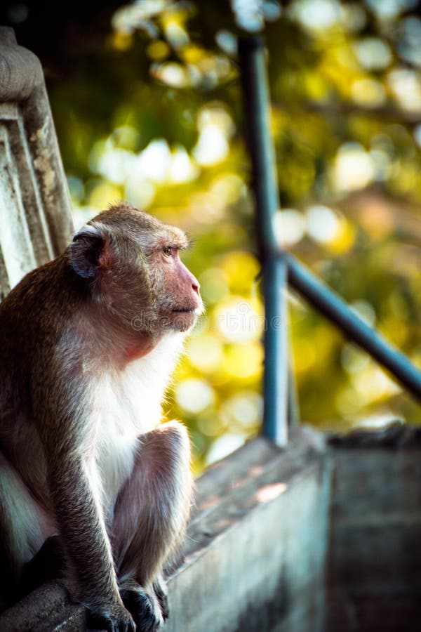 Monkey Alone in the Middle City Cheerfulness Stock Photo - Image of ...