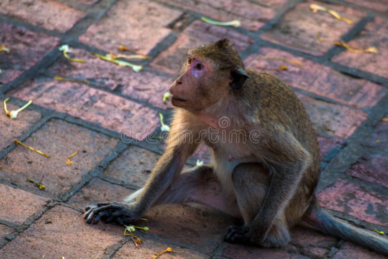 Monkey Alone in the Middle City Cheerfulness Stock Image - Image of ...