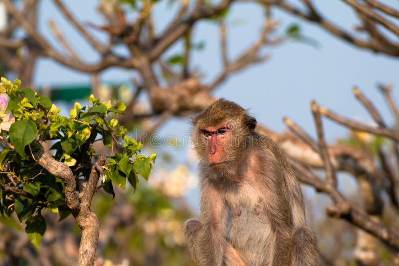 Monkey Alone in the Middle City Cheerfulness Stock Photo - Image of ...
