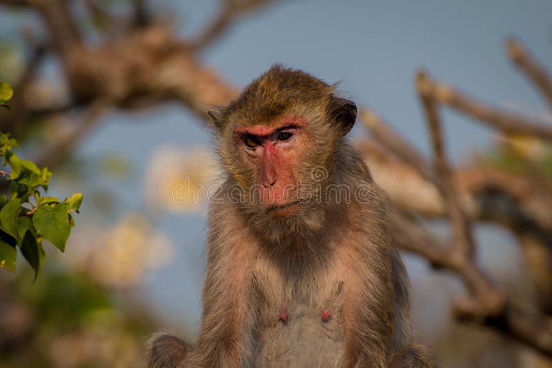 Monkey Alone in the Middle City Cheerfulness Stock Image - Image of ...